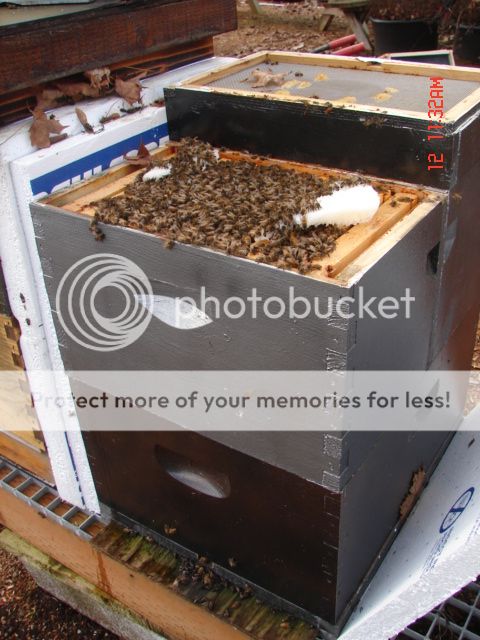 How I plan on overwintering 40 mating nucs on mini frames | Page 5 | Beesource Beekeeping Forums